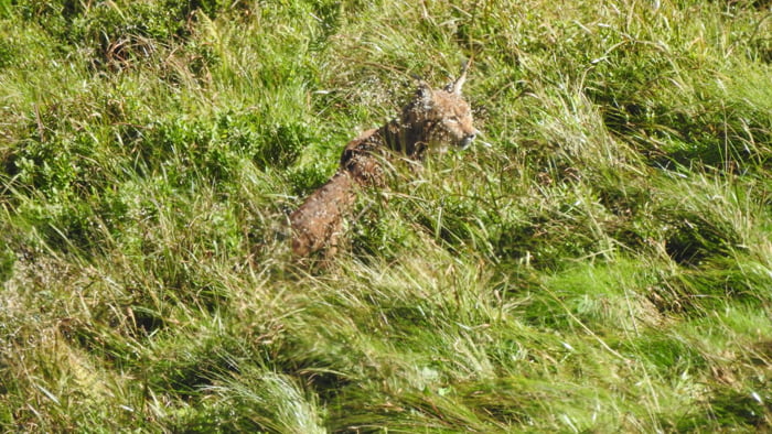 Niezwykłe spotkanie w Tatrach! Turystka sfotografowała rysia (ZDJĘCIA ...
